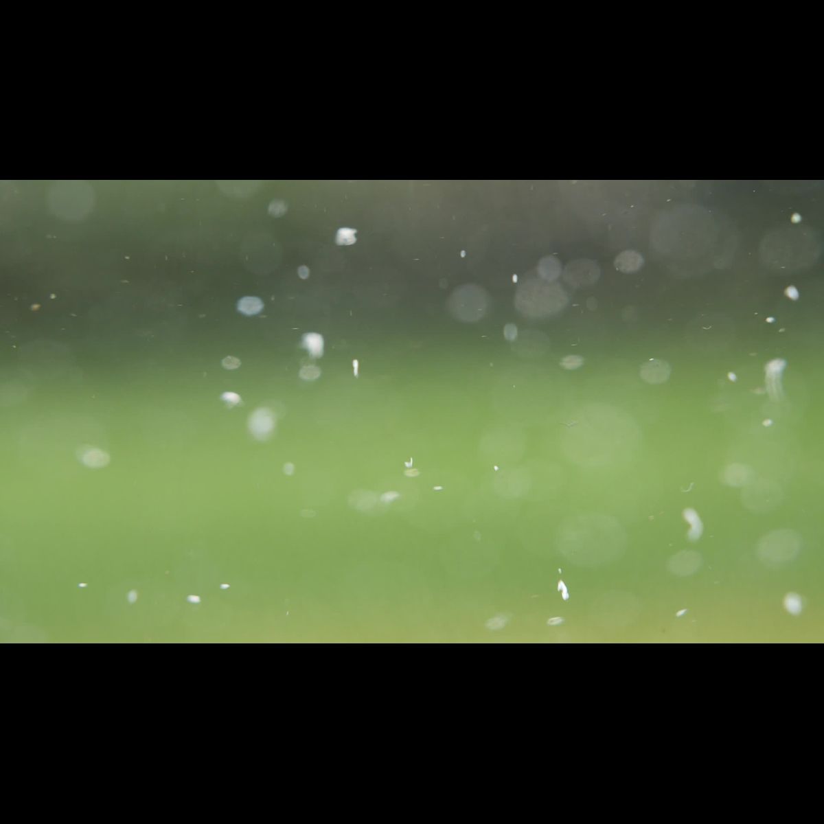 Microplastics are everywhere