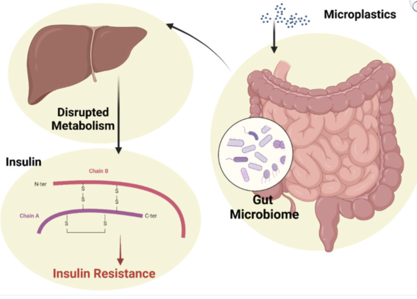 Microplastics are everywhere